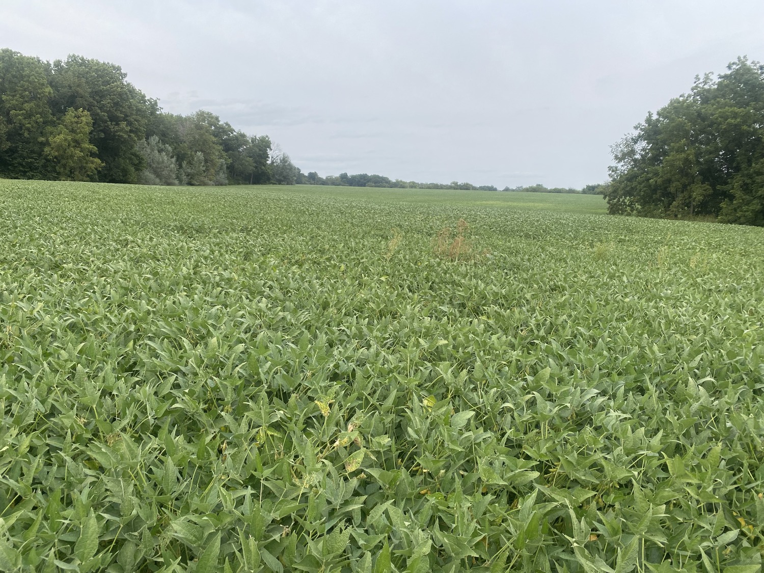 Balke Farm for Sale | Quincy IL | TI-TRUST